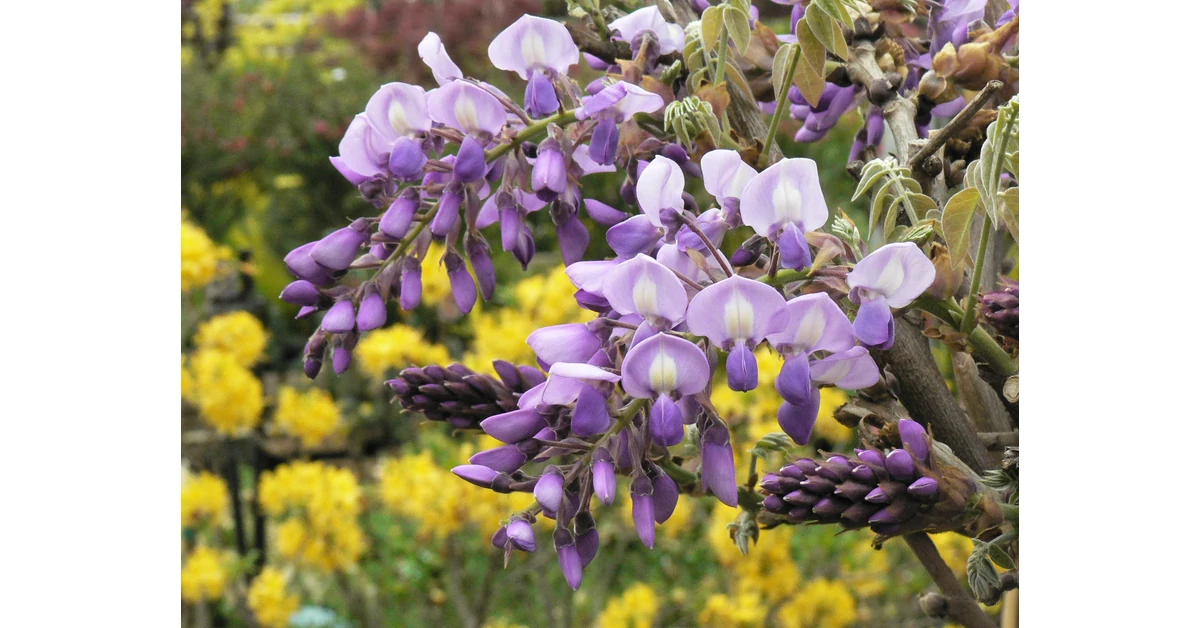 DÍSZCSERJÉK - Online dísznövény bolt, dísznövény webáruház, dísznövény ...