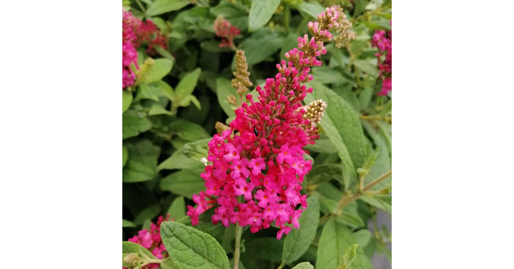 Buddleia davidii Butterfly Candy Little Ruby (Törpe nyáriorgona ...